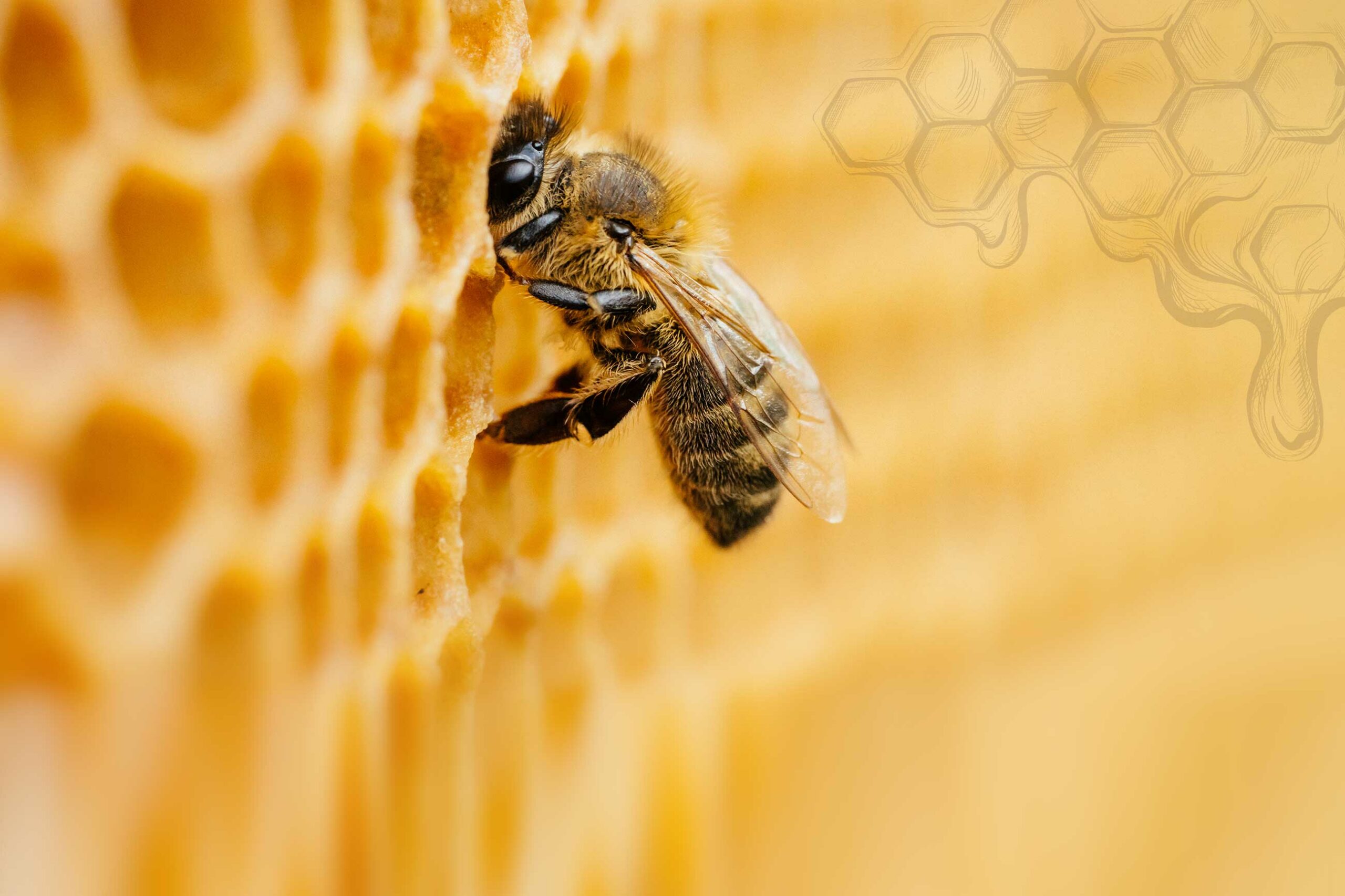 Homestead Honey Farm - Homestead Honey Farm