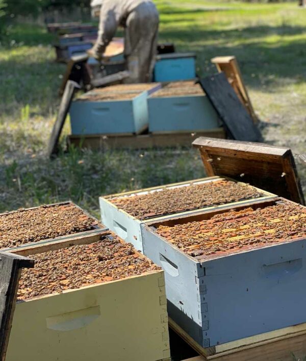 Bees - Homestead Honey Farm